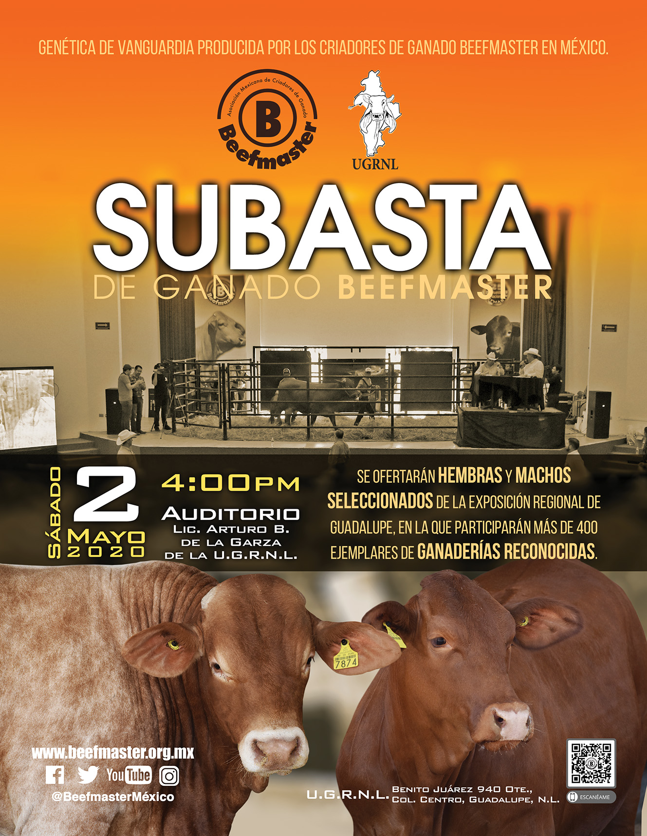 Asociación Mexicana de Criadores de Ganado Beefmaster - Raza