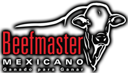 Asociación Mexicana de Criadores de Ganado Beefmaster - Raza